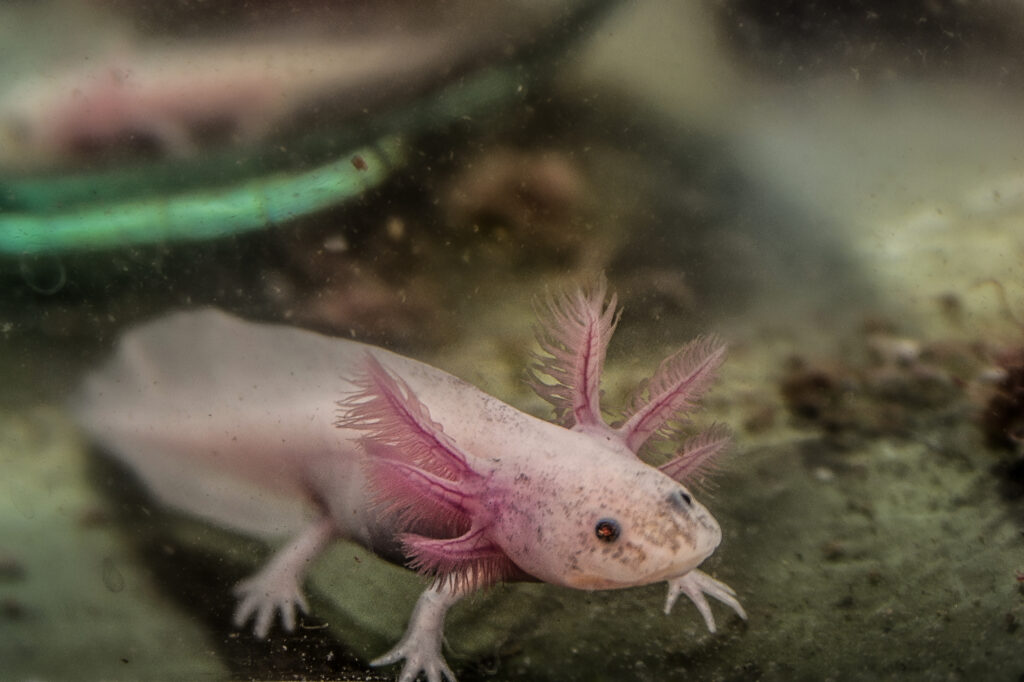 Where can you purchase an axolotl safely?